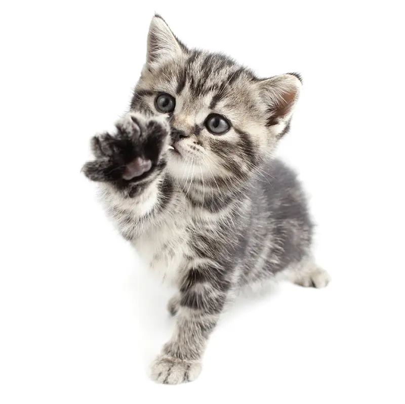 Special Offer | Luv-N-Care Animal Hospital of Windermere